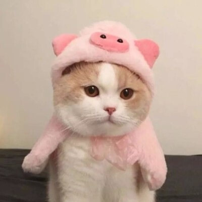 rhino技巧大全 