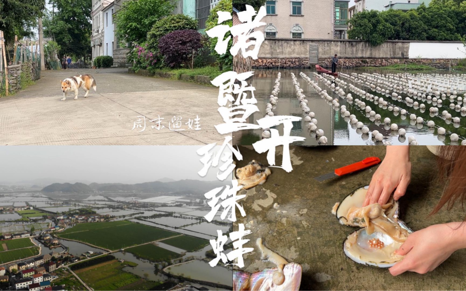 到珍珠产地诸暨开珍珠蚌,不一样的旅行体验～