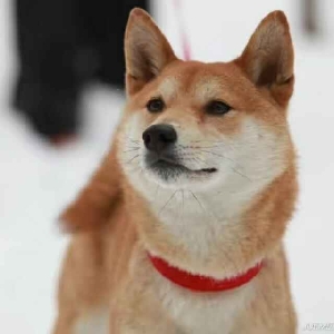 独木舟之道 