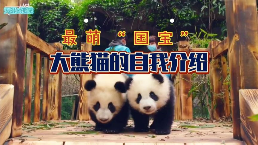点亮对世界的好奇心,最萌国宝大熊猫的自我介绍
