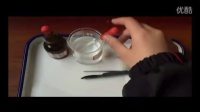 七年级生物《制作洋葱鳞片叶内表皮细胞临时装片》