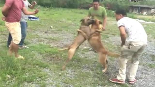 斗狗:土狗比赛(玉林城北vs红泥岭)