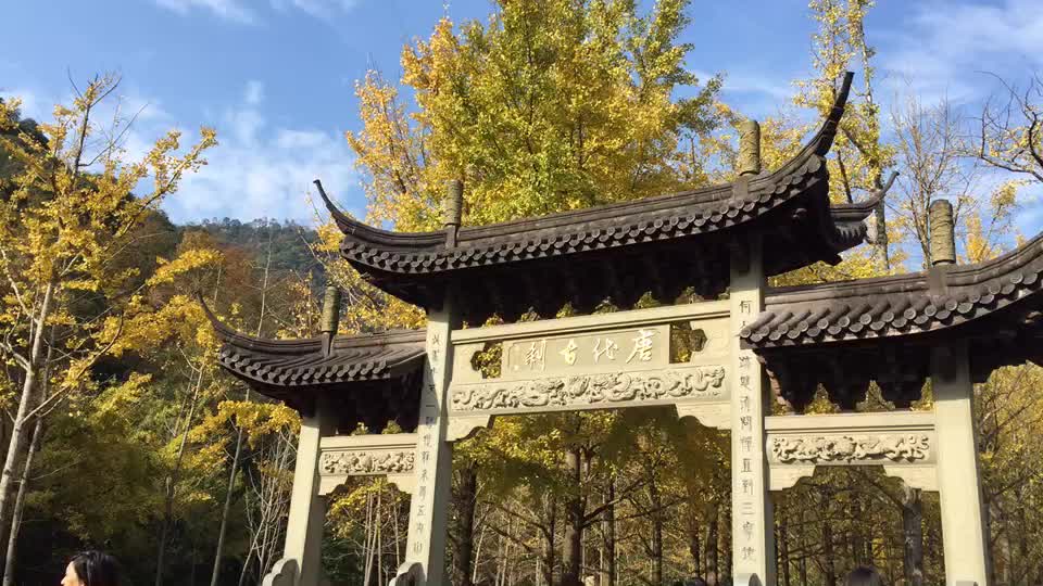 诸暨五泄风景区的银杏叶落️地