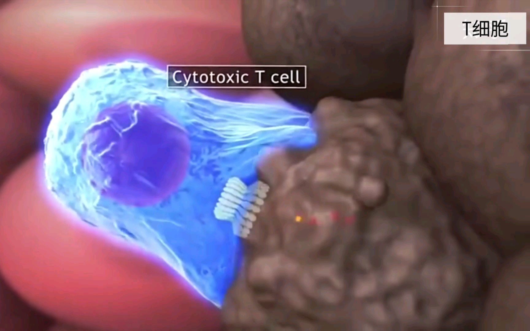 【3D演示】 T 细胞消灭癌细胞过程,P2中文字幕