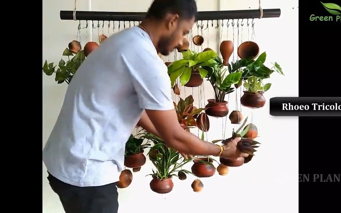 【延时摄影】记录植物生长