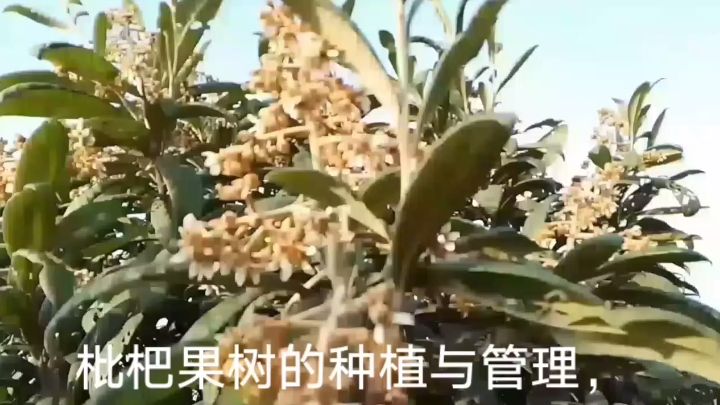 枇杷果,枇杷果树的种植与管理