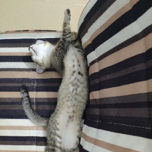 棒呆小哥 