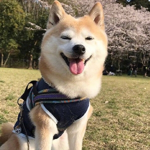 不断电vlog 