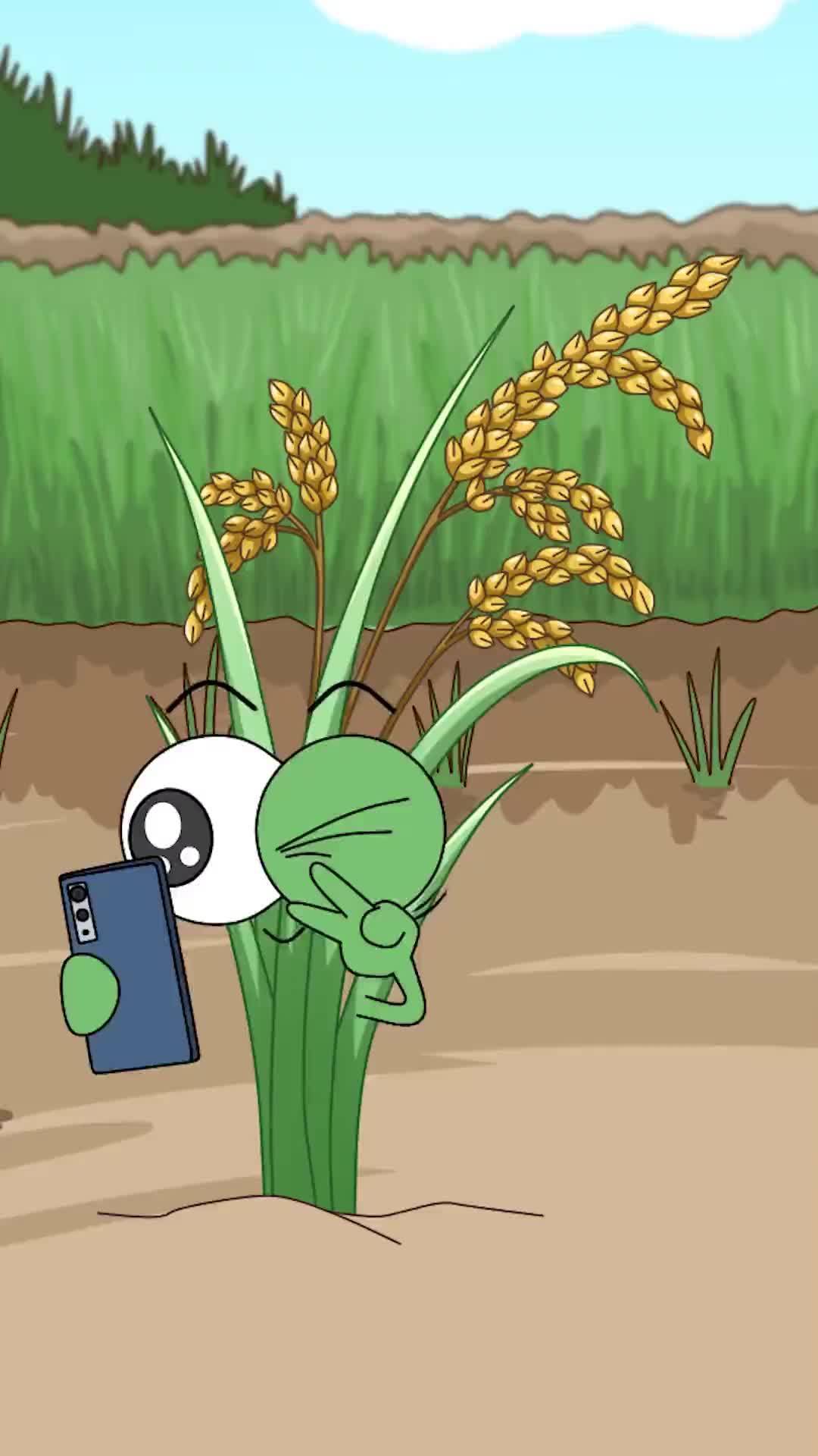 比人高的水稻你见过吗?