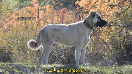 狼猎杀了羊,并再一次和牧羊犬布鲁,在树林中爆发战斗