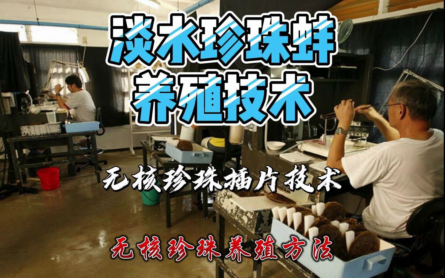 淡水珍珠蚌养殖技术--无核珍珠插片技术
