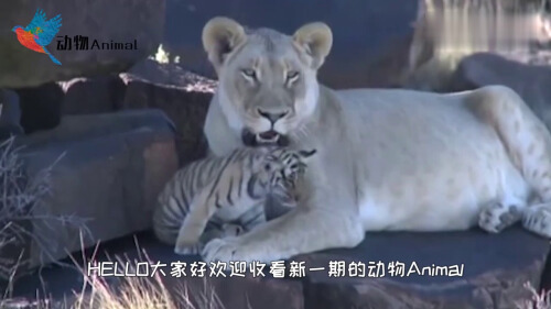 老虎出去活动,谁知自己孩子被偷走,镜头拍下全过程!