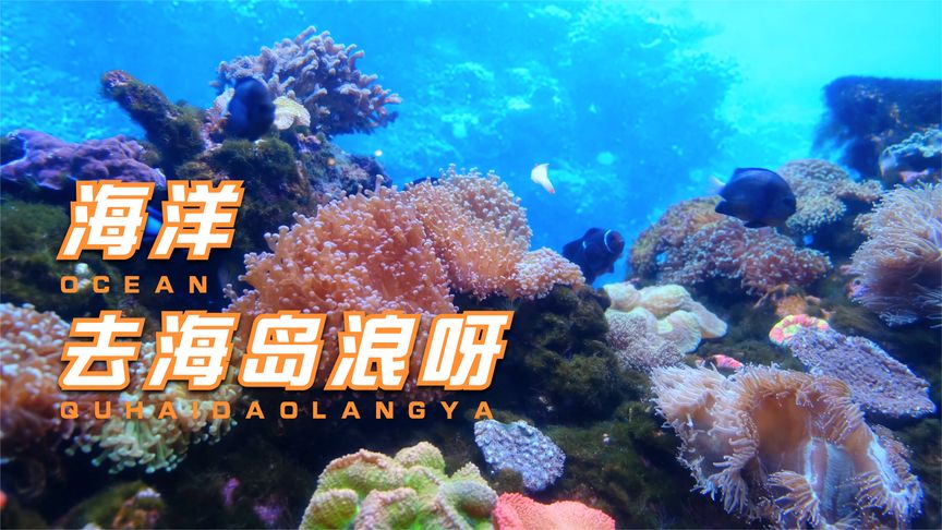 来欣赏一下美丽的海底世界吧.mp4