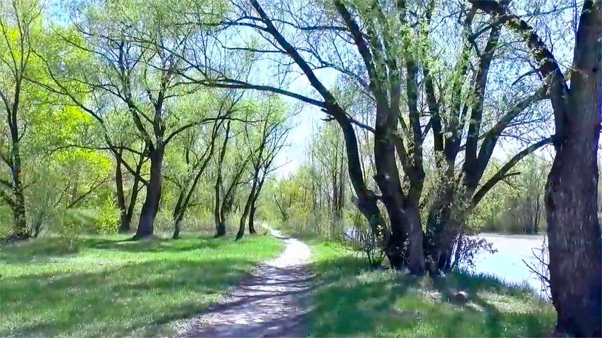 【森林和鸟】这里的鸟叫声就是闹钟,你来吗