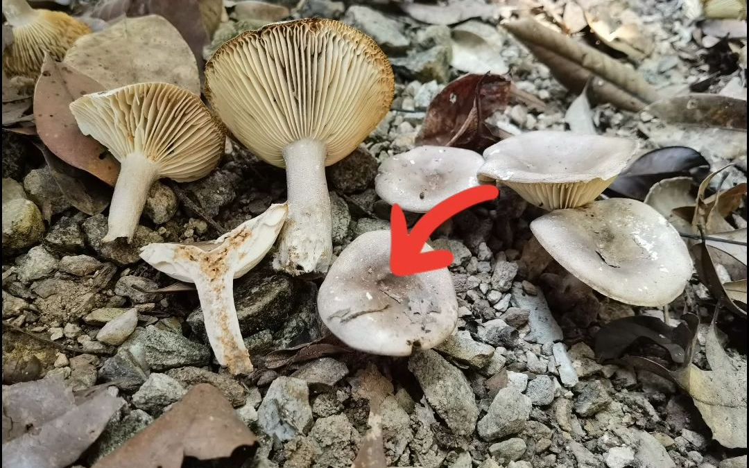 科微论文周边 | 李海蛟博士带您了解毒蘑菇——亚稀褶红菇