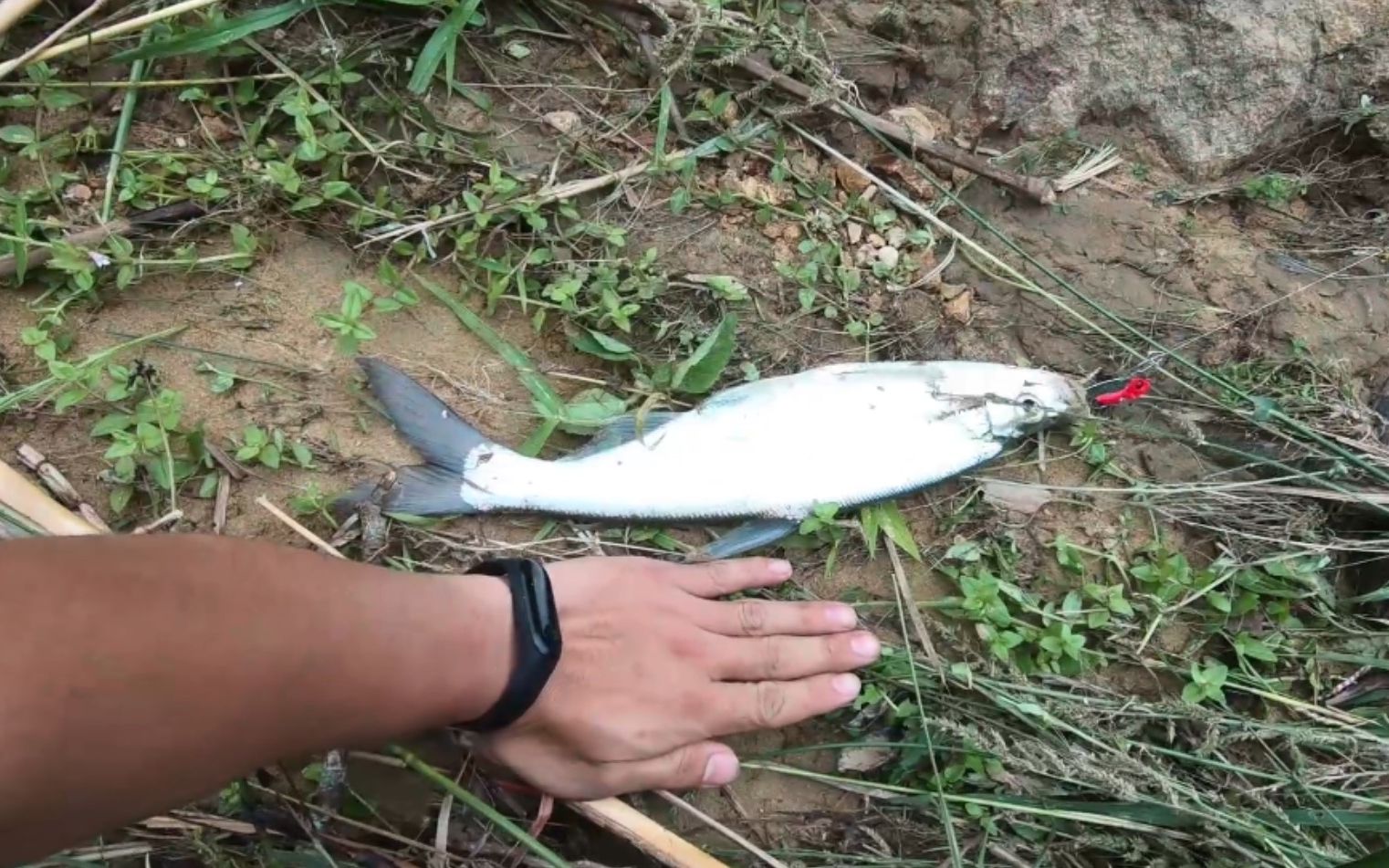 路亚钓鱼真的不是骗局,20块钱买的路亚竿也能钓到翘嘴