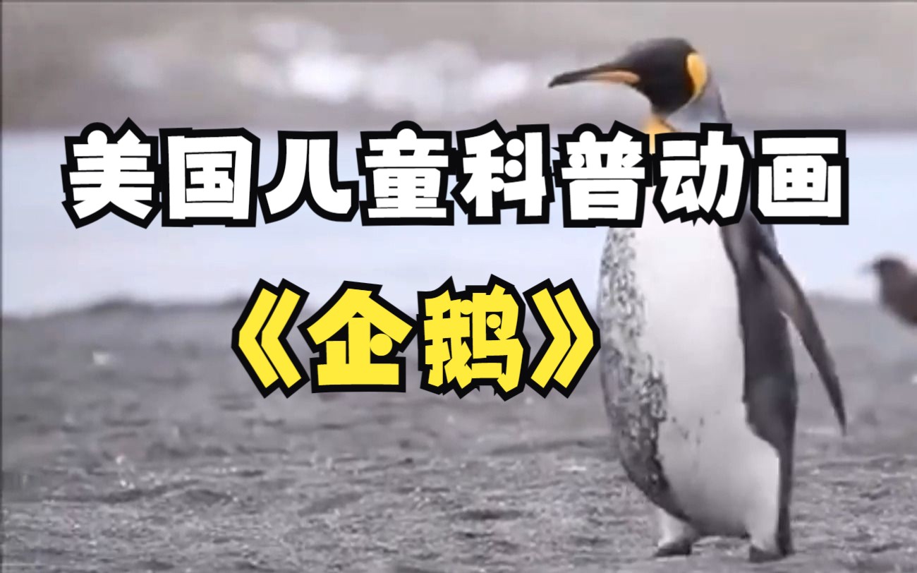 美国儿童科普动画FreeSchool(中文配音版) - 第12集 企鹅