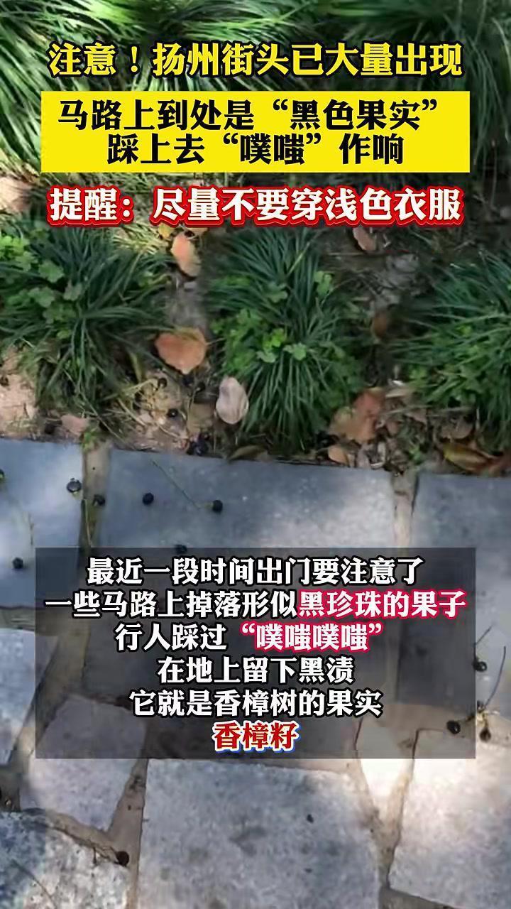 ...黑色果实",踩上去"噗嗤"作响,提醒:尽量不要穿浅色衣服!#扬州#香樟树...