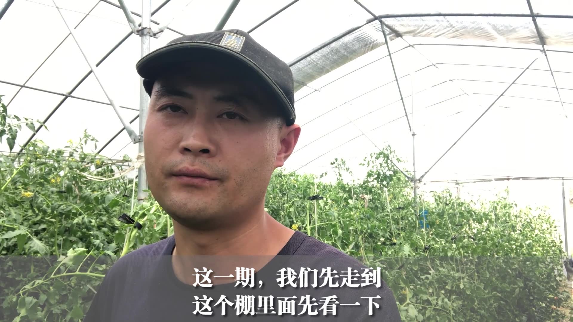 快来学学番茄种植新技术,一亩多收3000斤!别说没提前告诉你