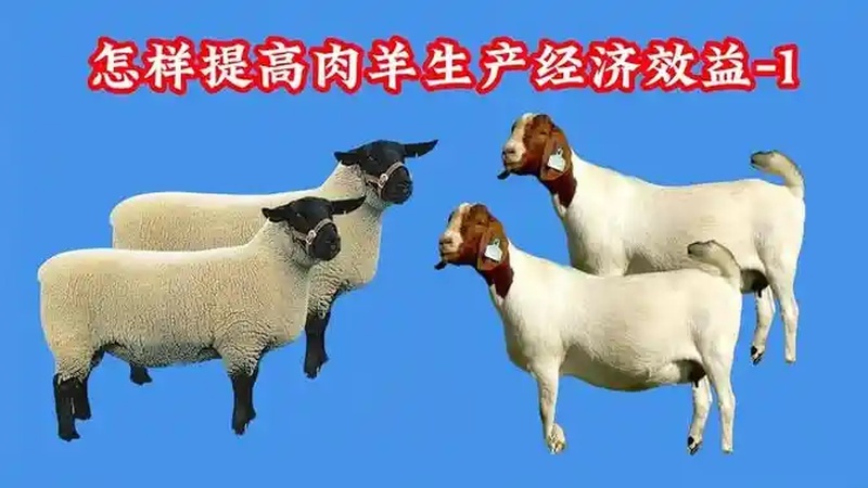 怎样提高肉羊生产经济效益 1