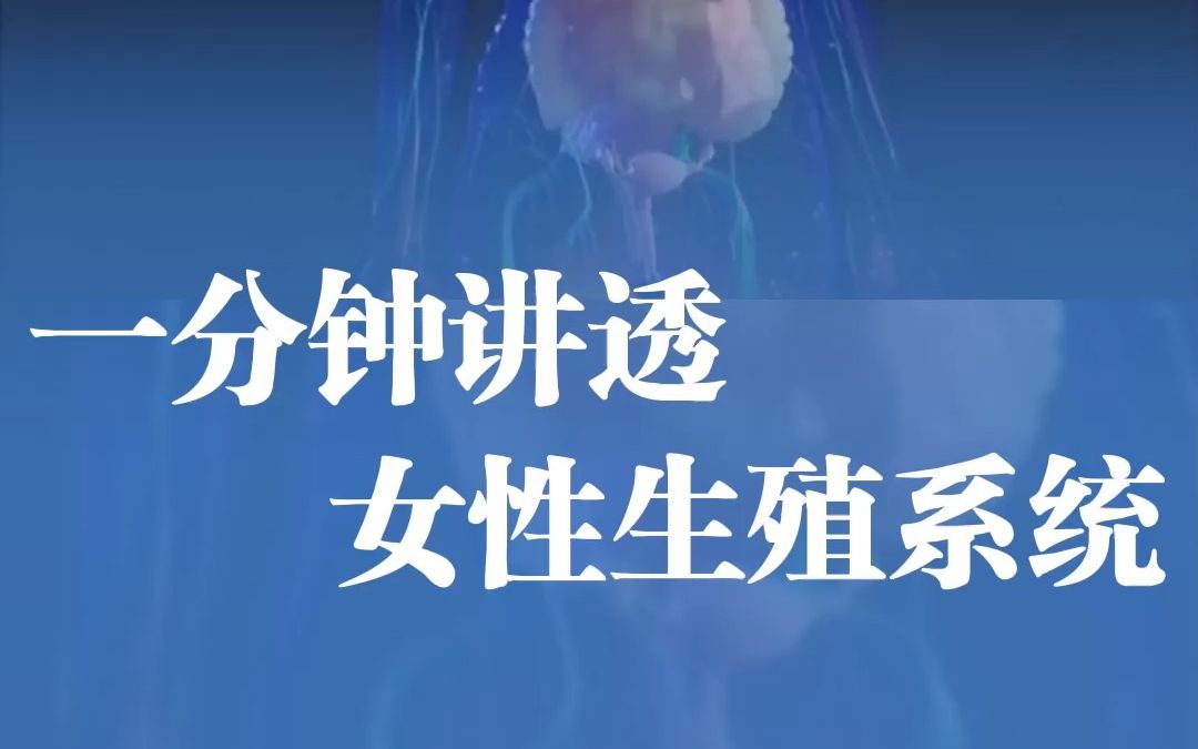 一分钟讲透女性生殖系统