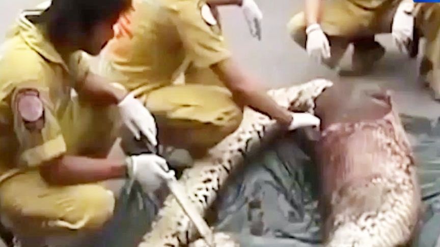 泰国巨蟒吃人案件,人类在蟒蛇面前几无还手之力