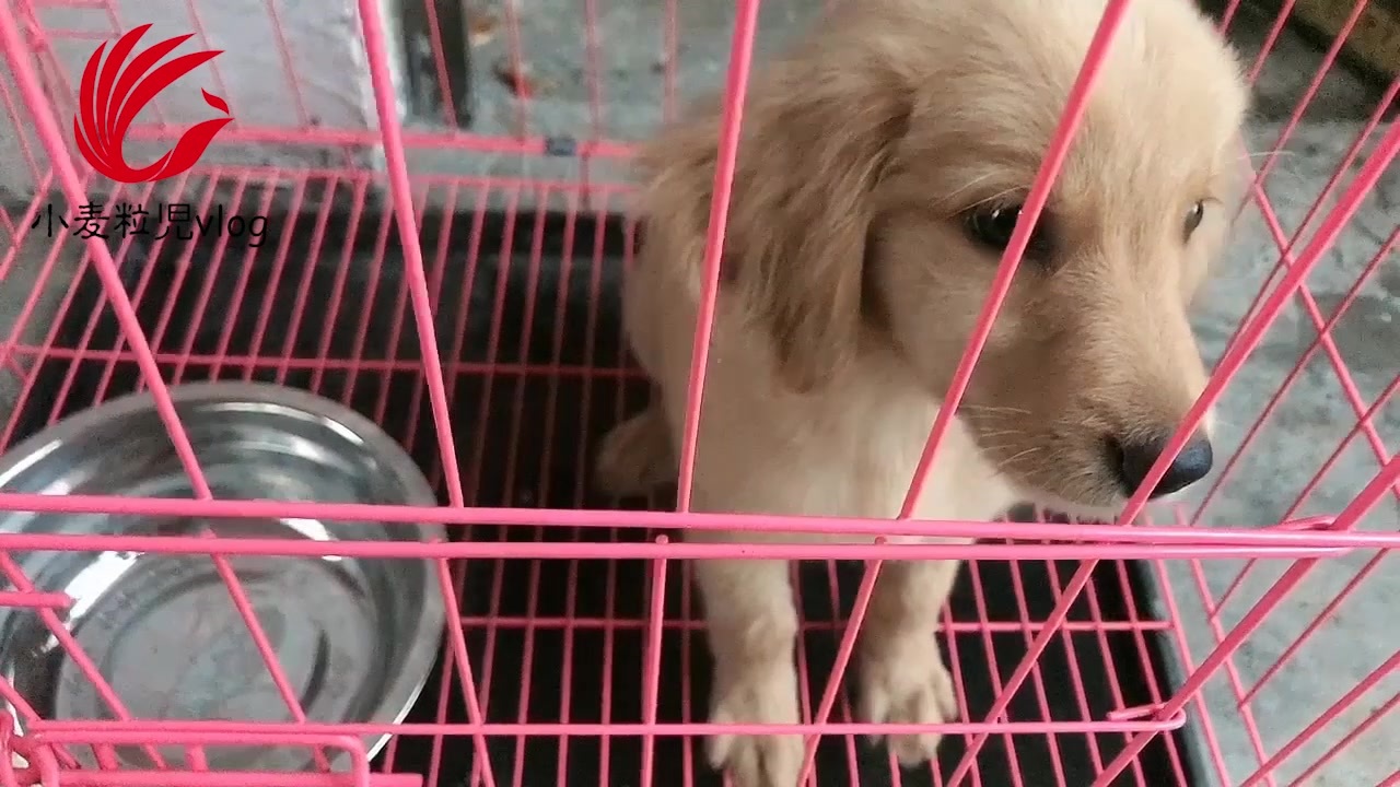 狗狗到处便便怎么纠正?怎么让狗狗学会用厕所,小麦快疯了