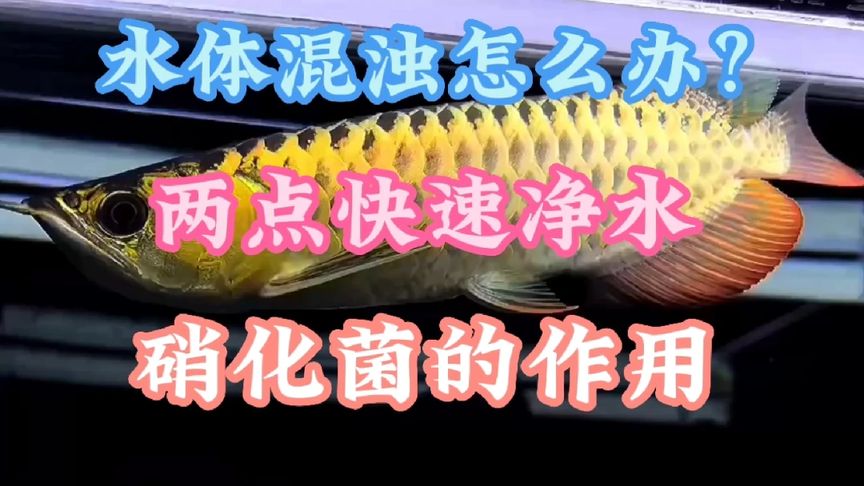 为什么鱼缸需要硝化菌?做好两点就可以快速净水,打造空气缸!