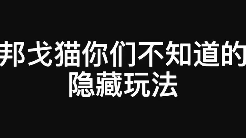 桌面代打小猫:邦戈猫你们不知道的隐藏玩法!