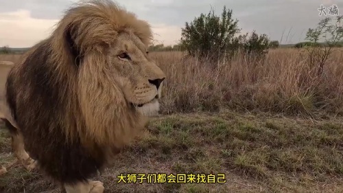 凯文研究狮子的饮食习惯与性格特征分析