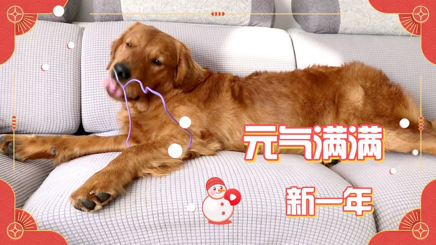 可乐得了犬骨炎症腿,吃了两天药敢终于好多了,开心了不少