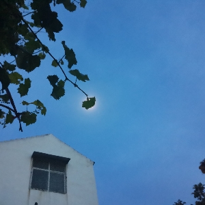 橘橘橘橙子皮 