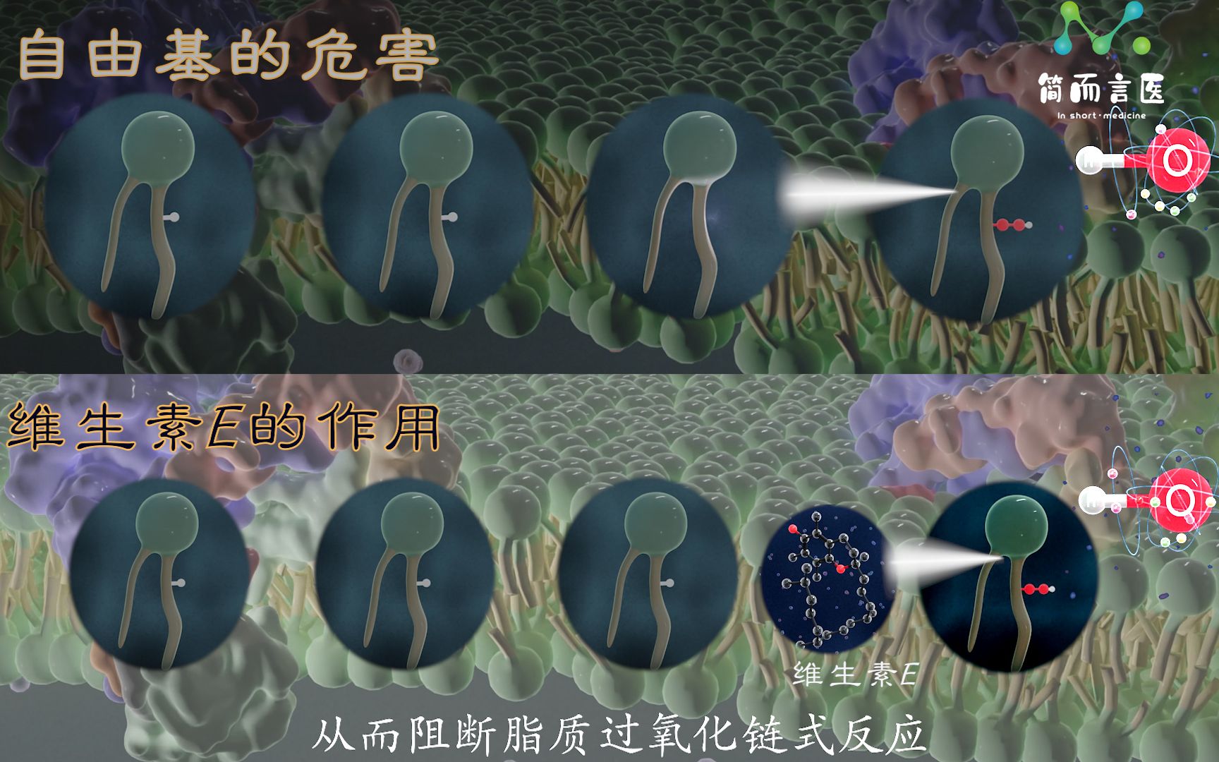 自由基是什么?维生素E的抗氧化、抗自由基与抗衰老