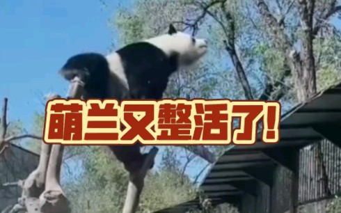 大熊猫萌兰再现经典“绝活”一字马