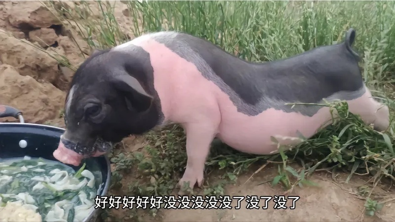 给小猪倒计时十秒钟吃面条的时间:看看他贪吃的模样