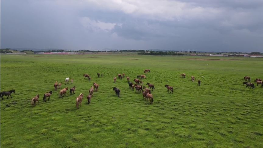 2021.6.14塞罕坝国家森林公园