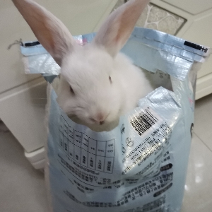 小李家的兔仔儿 