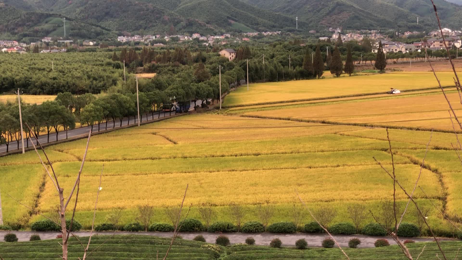 最忆杭州之六 秋天的稻田