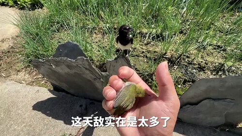 这是挠痒痒找到接班人了