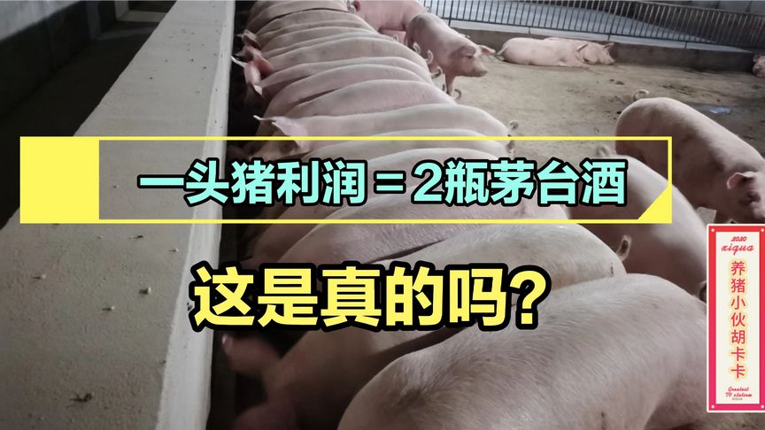 小伙计算一头肥猪的饲养成本和纯利润,算完都想自己当老板养猪!
