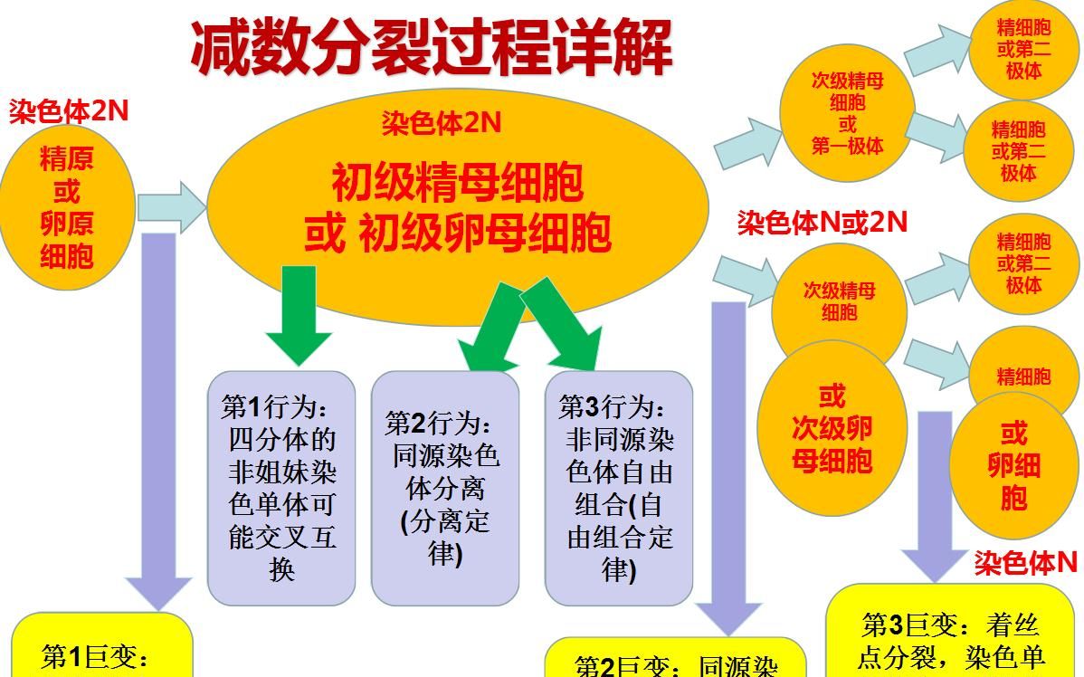 【搞定高考生物】减数分裂过程详解