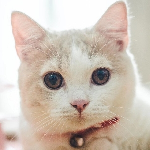 来自远方的Cat 