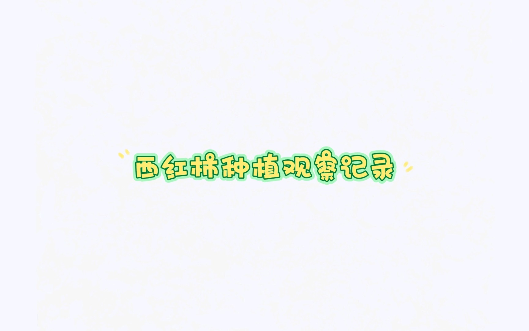 西红柿种植观察记录