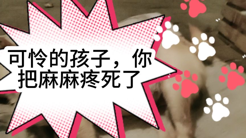 狗妈妈生宝宝肚子疼,撕心裂肺的叫声,主人心都碎了。