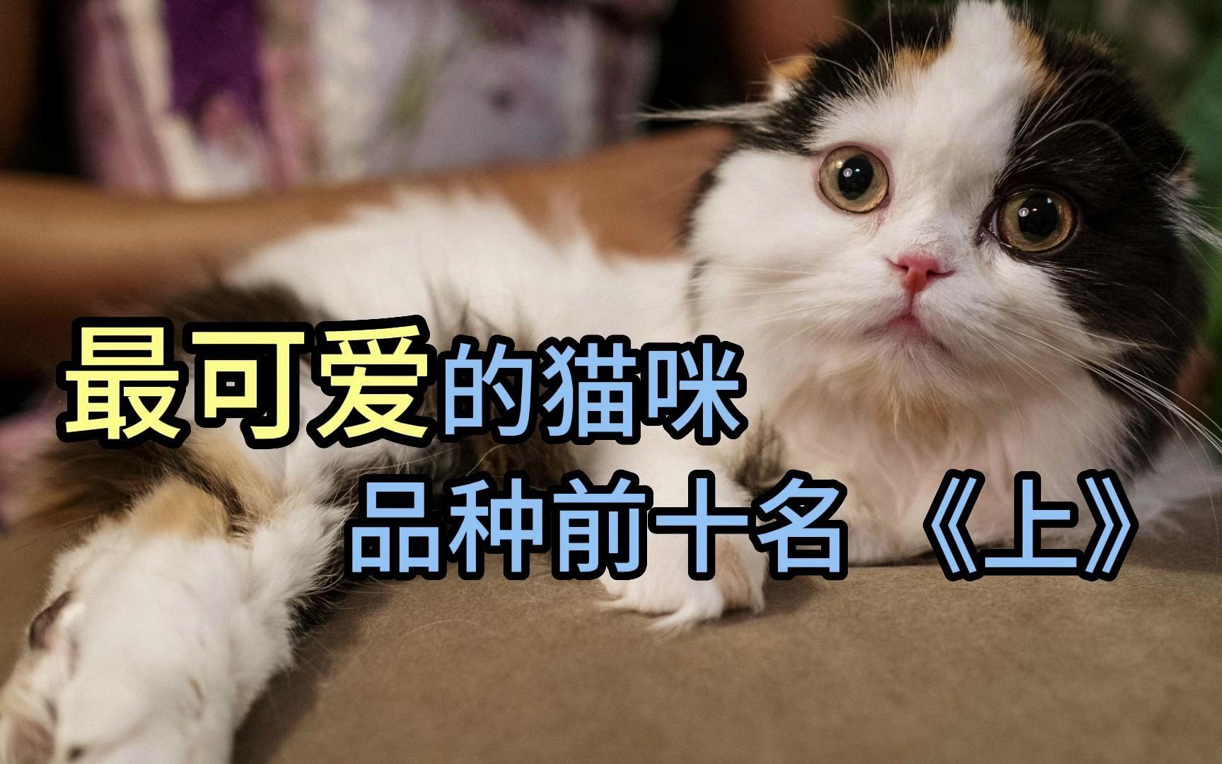最可爱的猫咪品种前十名 上