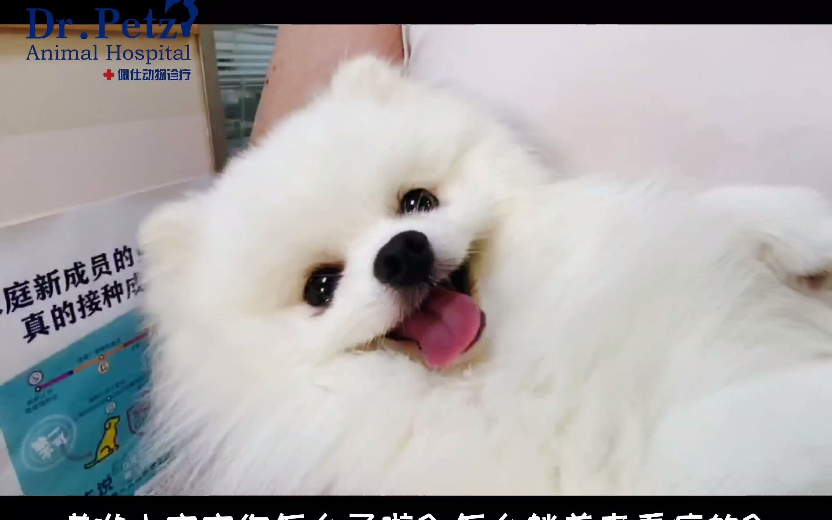 小型犬夏季高发意外——骨折