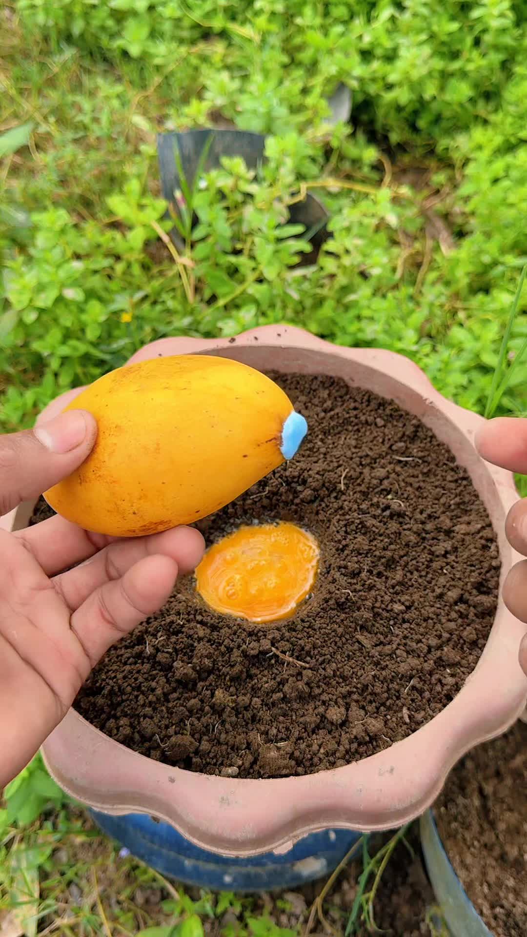 这样培育芒果树,今天种上明天吃芒果ߥ� #种植 #种植小技巧 #果树种植