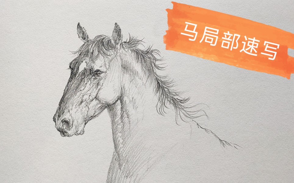 【速写过程】动物之马铅笔画素描详细过程