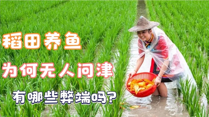 曾经很火的“稻田养鱼”,鱼稻互生的种养新模式,为何无人问津?