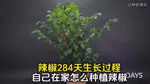 辣椒284天生长过程自己在家怎么种植辣椒